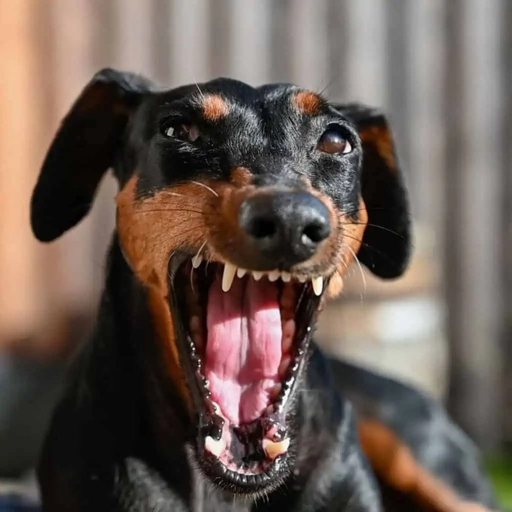 Je hond kalmeren? 6 simpele manieren - Suppdog