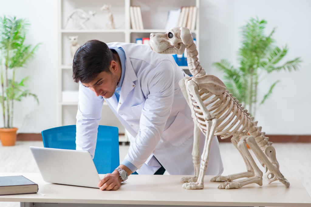 Anatomie Hond: De Spieren en het Skelet van een Hond - Suppdog